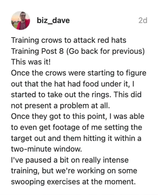 Video: Deranged Leftist Trains Crows to Attack MAGA Hats