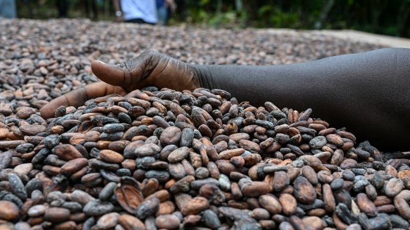 Global Cocoa Shortage Much Worse Than Previously Forecasted as Prices Surge