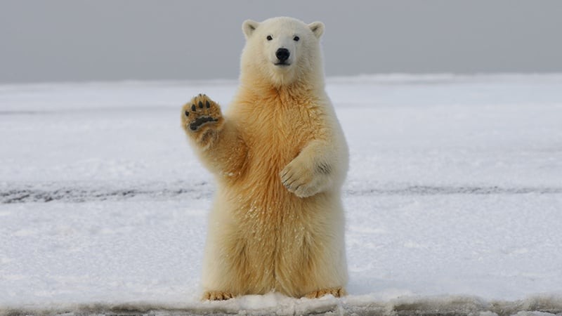 Polar Bear Shock: ‘Vanishing’ Animals Not Killed by Climate Change But ...