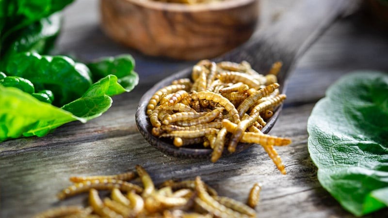 Tyson Foods to Bring Bug-Based Protein to US Markets After Joining ...