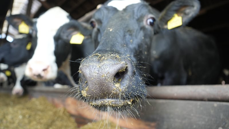 America’s Dairy Cow Replacement Inventory Collapses to Two-Decade Low