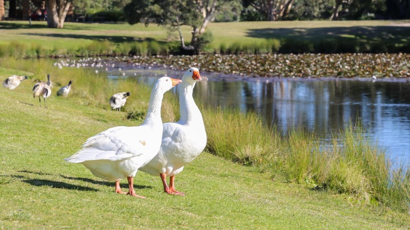 Ohio AG Slams Media For Hiding & Dismissing Springfield Haitian Goose Story