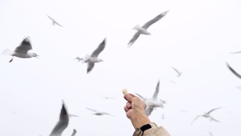 High Levels of Microplastics Found in Lungs of Birds: Air Heavily ...