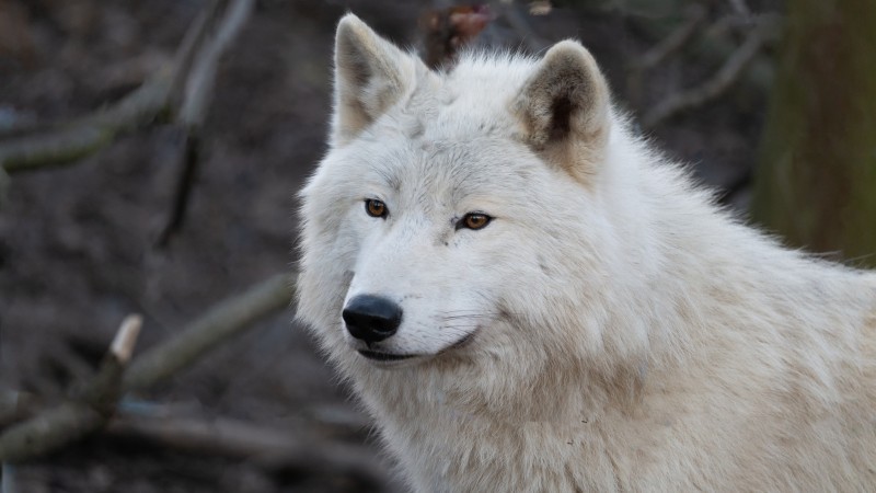 Exclusive: Learn How Dire Wolf ‘Resurrection’ Story Is Tied To Gain Of ...