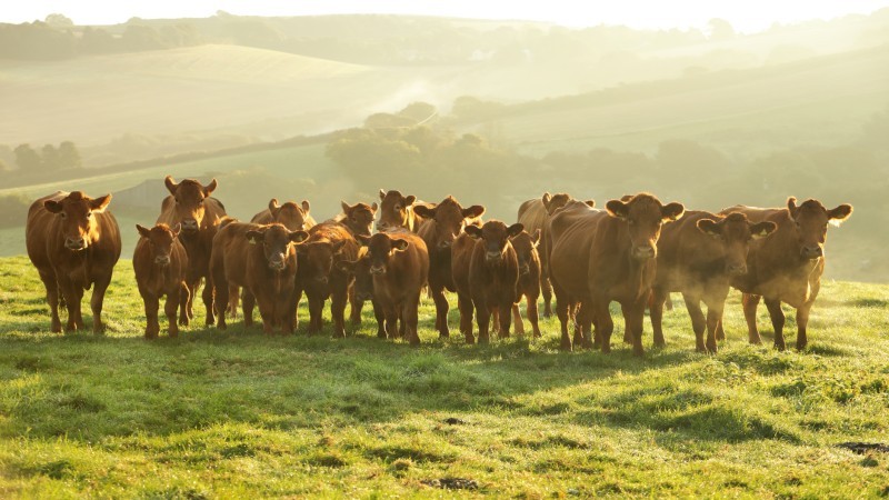 “Herds Gutted”: Historically Low US Cattle Inventory Drives Beef Prices ...
