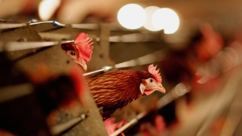 CDC Confirms First Severe Case of Bird Flu with New Mutations