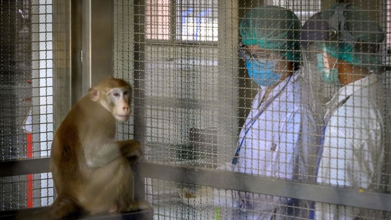 Disease Outbreak Concerns Loom Over Proposed Lab Monkey Facility in ...